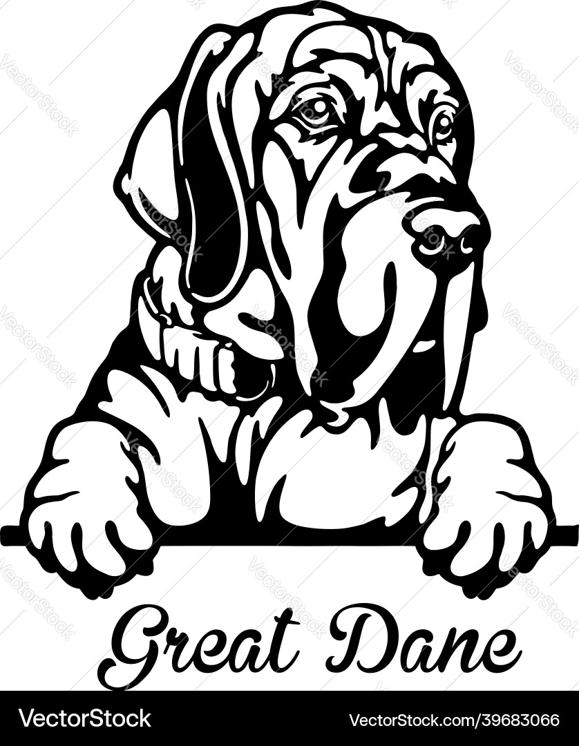 Great dane peeking dog - head isolated on white Vector Image