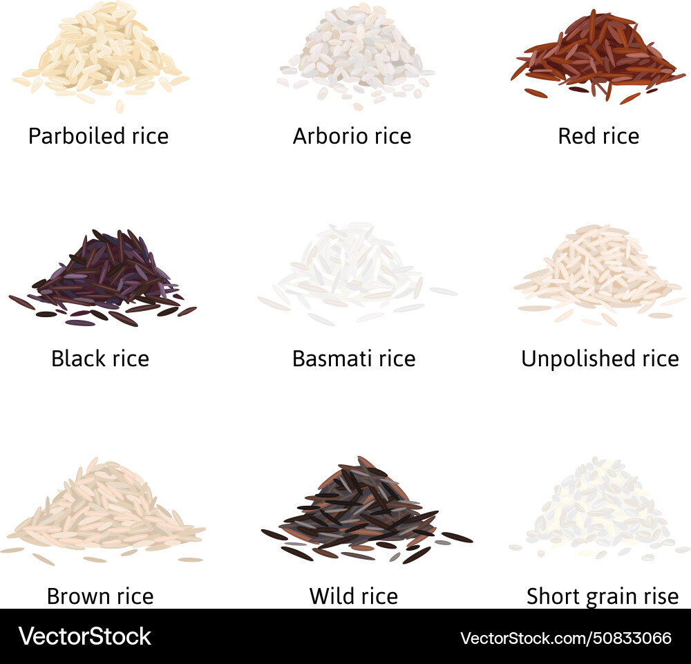 Rice types flat set Royalty Free Vector Image - VectorStock