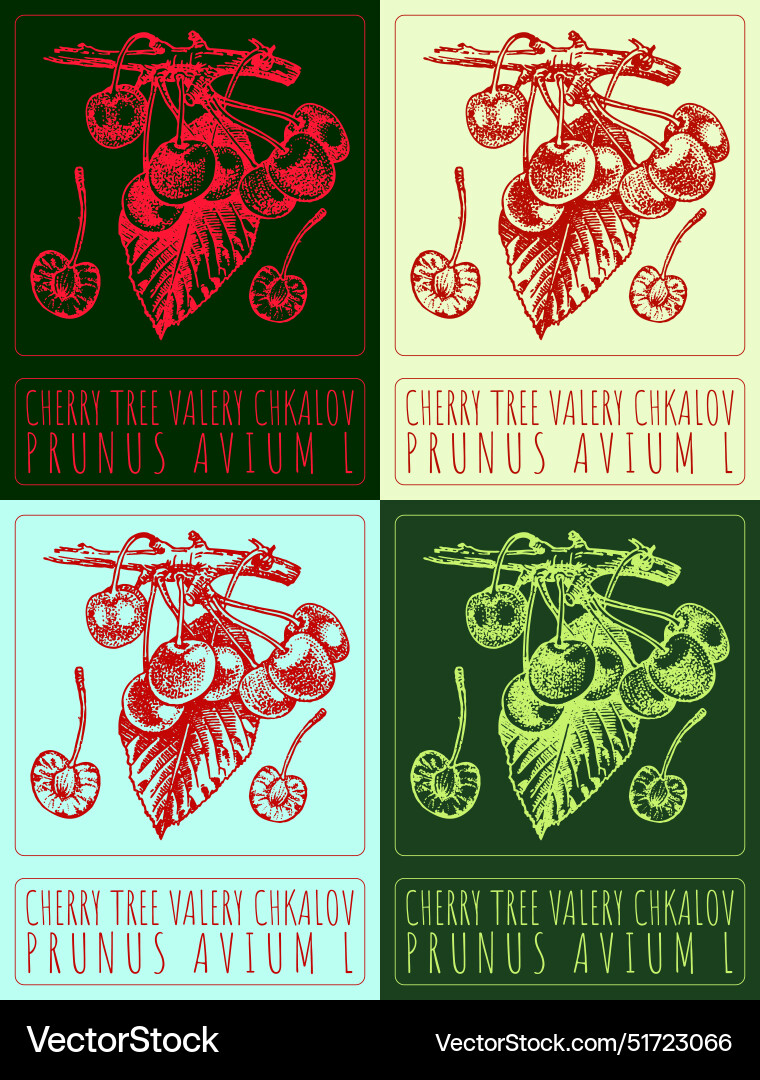 Set of drawing cherry tree valery chkalov Vector Image
