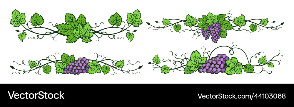 Grape vine divider bunches vintage set hand drawn Vector Image