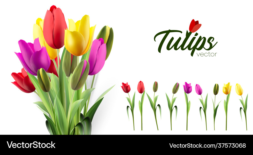 Spring bouquet pink yellow red tulips Royalty Free Vector