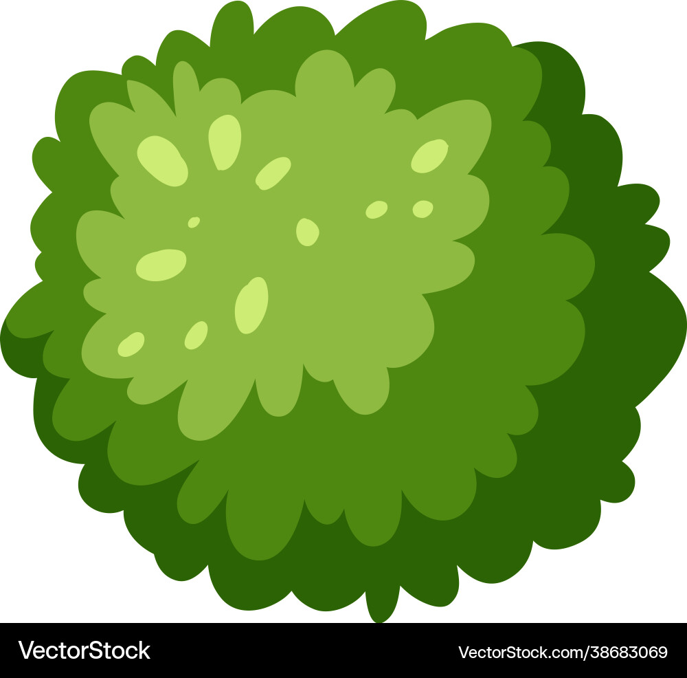 Aerial view a green bush isolated on white Vector Image