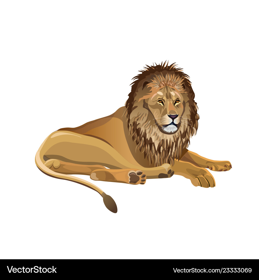 African lion lying Royalty Free Vector Image - VectorStock