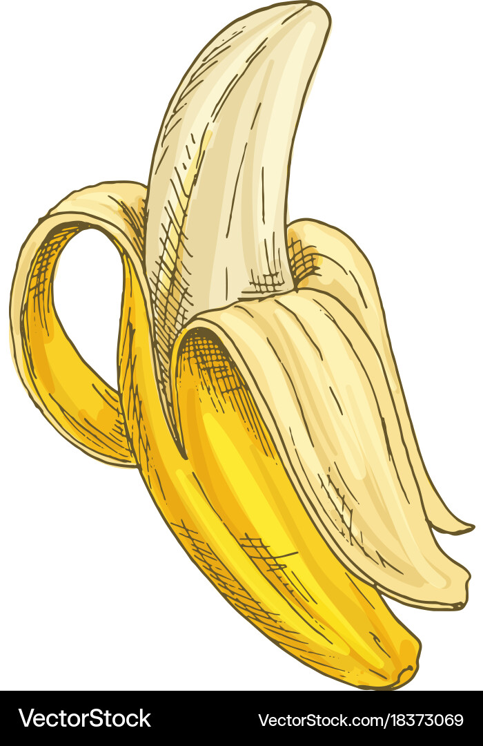 Banana Drawing 42,671 Banana Sketch Royalty Free Images, Stock Photos