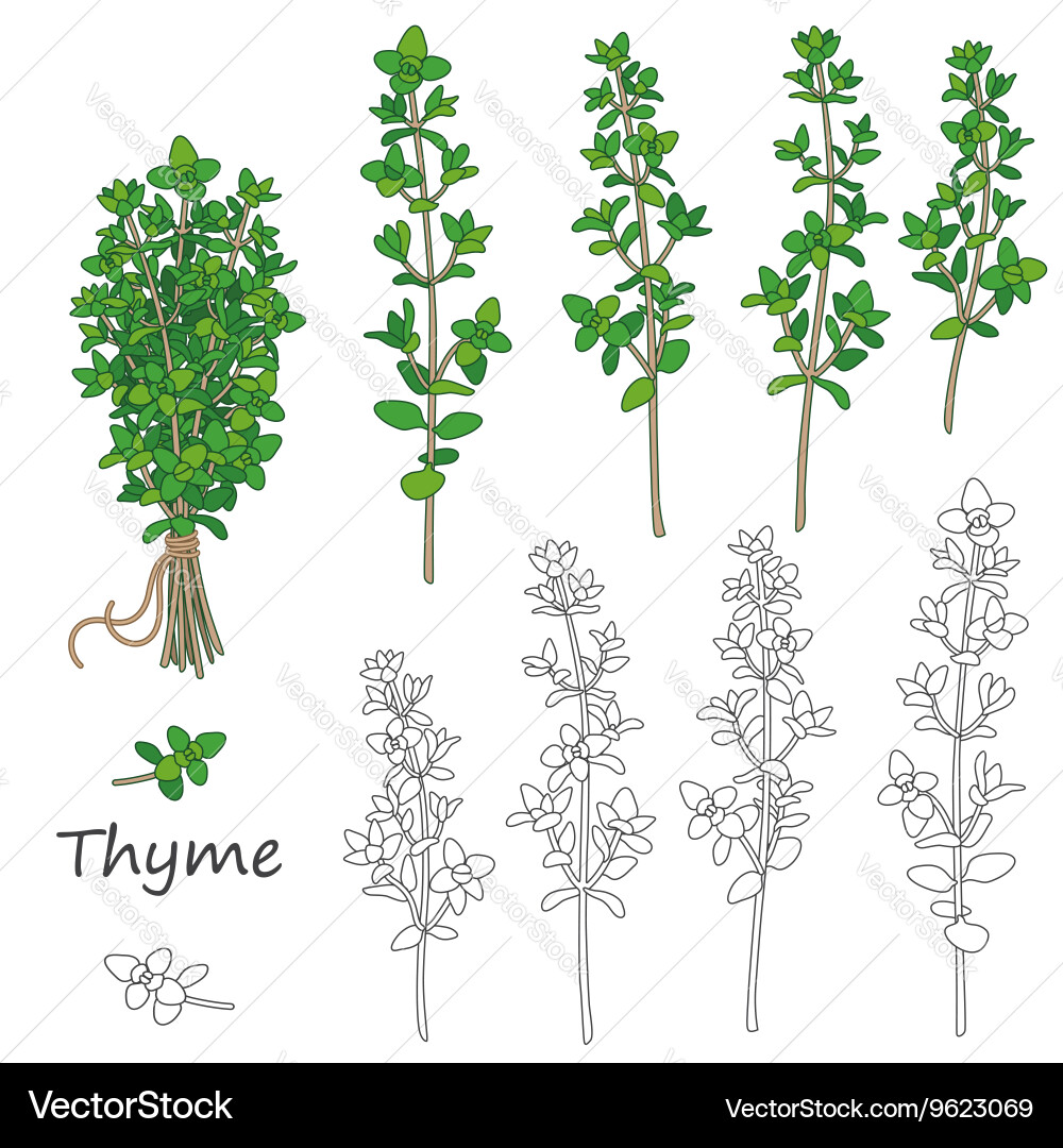 Thyme set Royalty Free Vector Image - VectorStock