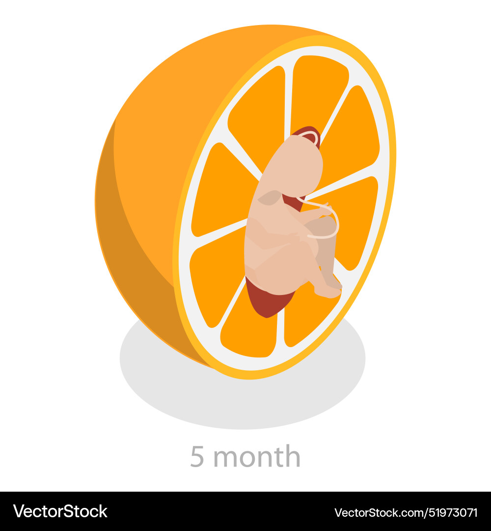 3d isometric flat of embryo Royalty Free Vector Image