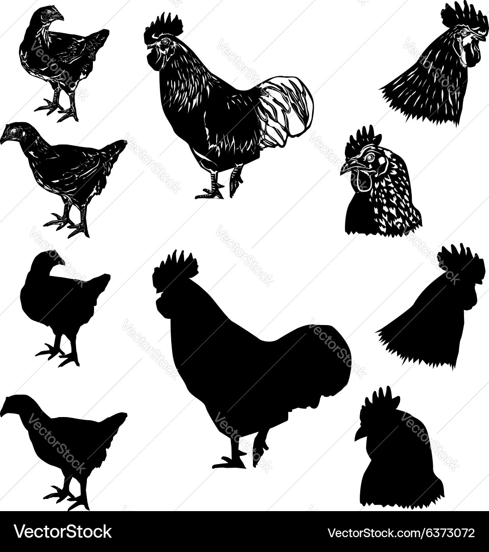 Chicken Royalty Free Vector Image - VectorStock