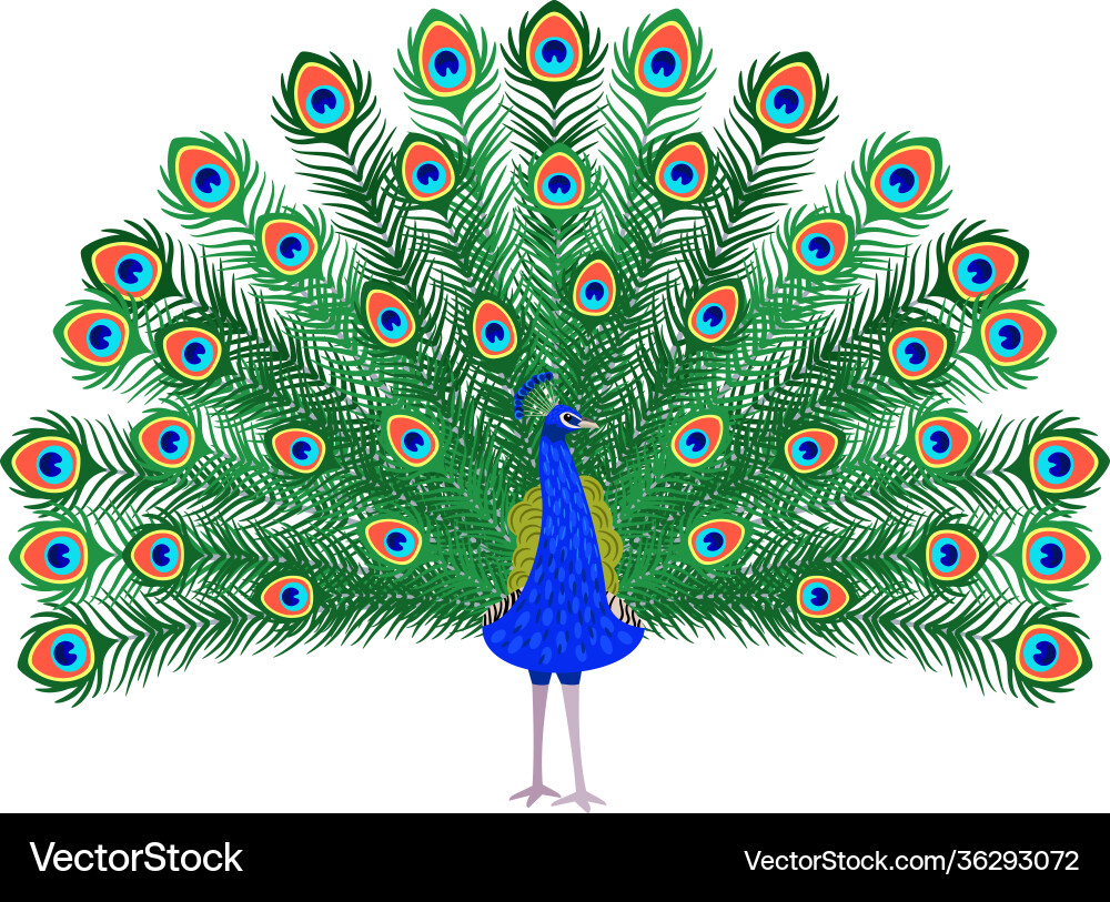 Exotic Peacock Bird Royalty Free Vector Image - VectorStock