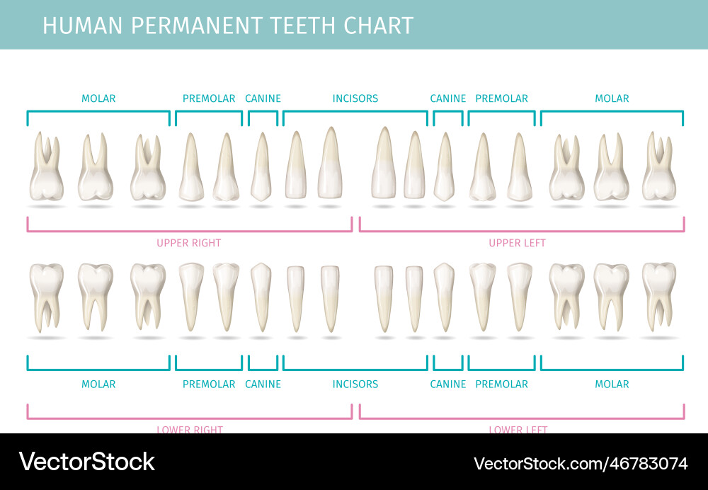 Human teeth chart Royalty Free Vector Image - VectorStock