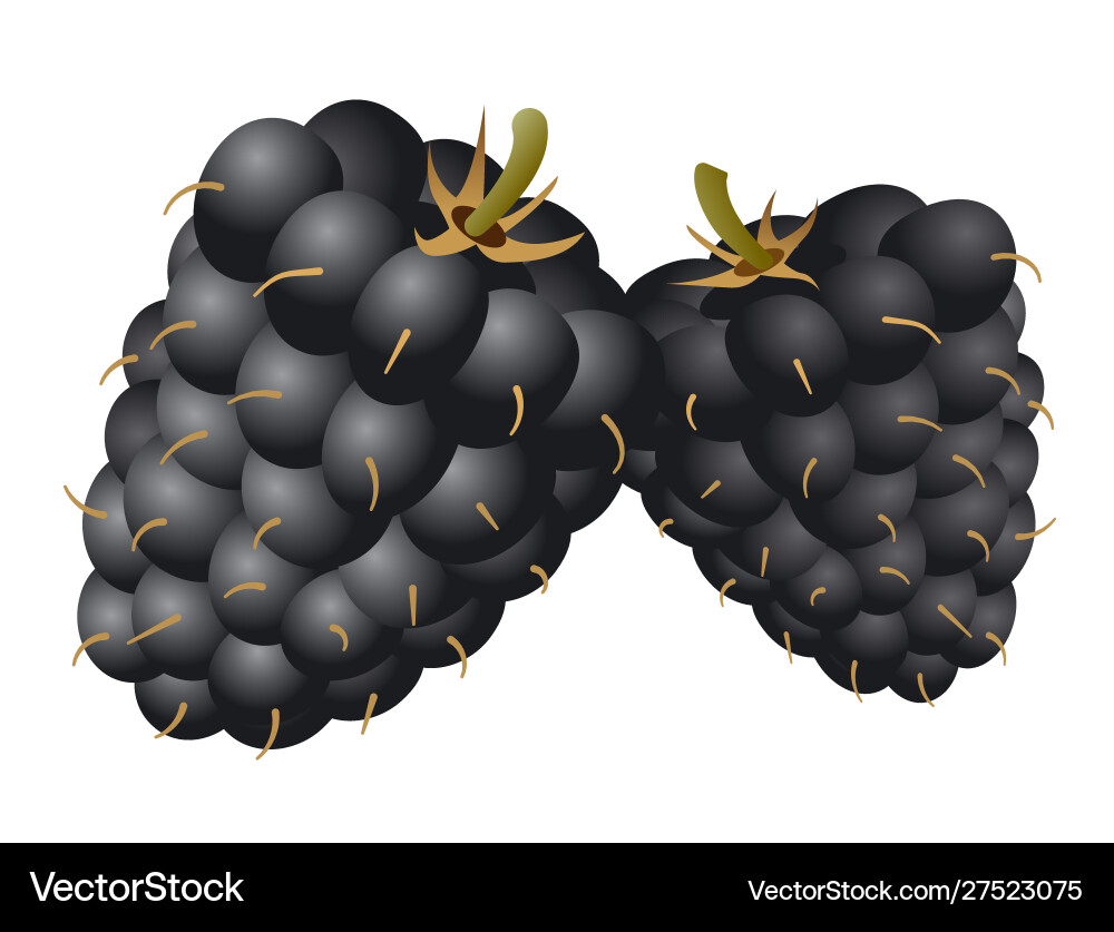 Two mulberries Royalty Free Vector Image - VectorStock