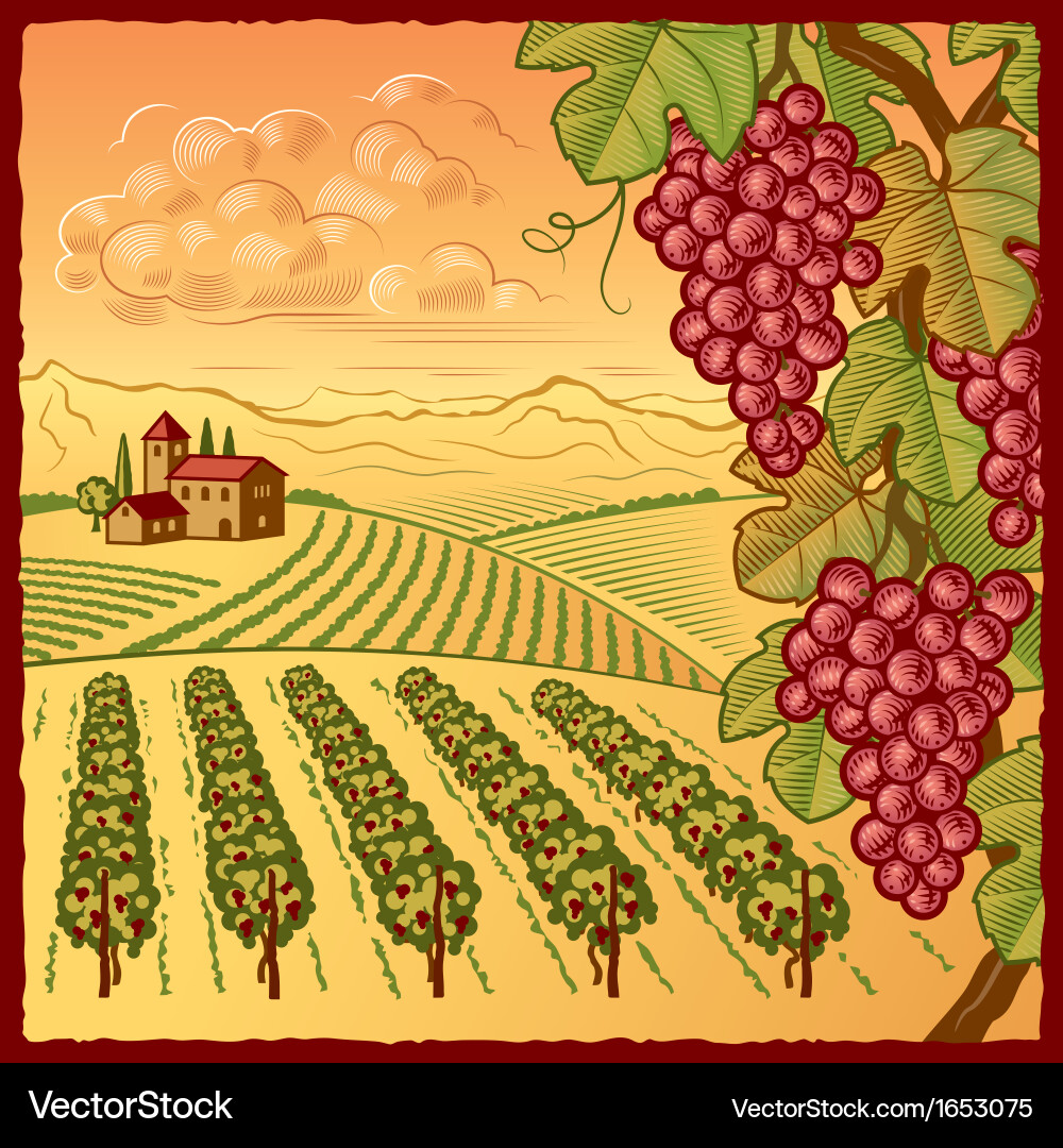 Vineyard landscape Royalty Free Vector Image - VectorStock