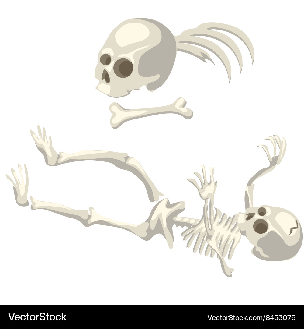 Human skeleton and bones different parts of body Vector Image