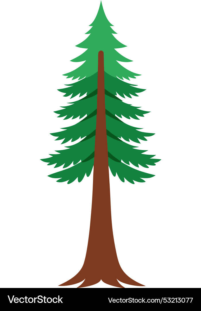 Drawing of a redwood tree Royalty Free Vector Image