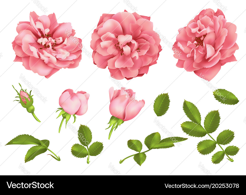 Pink Rose Set - Realistic 3D Flowers Royalty Free Vector