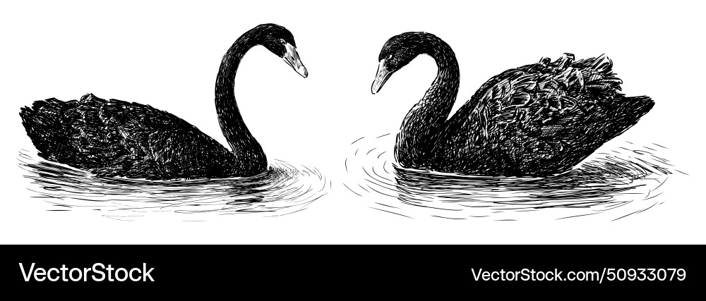 Swans black pair floating water birds feathers Vector Image