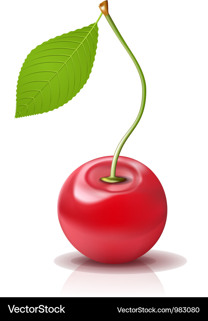 Cherry Royalty Free Vector Image - VectorStock