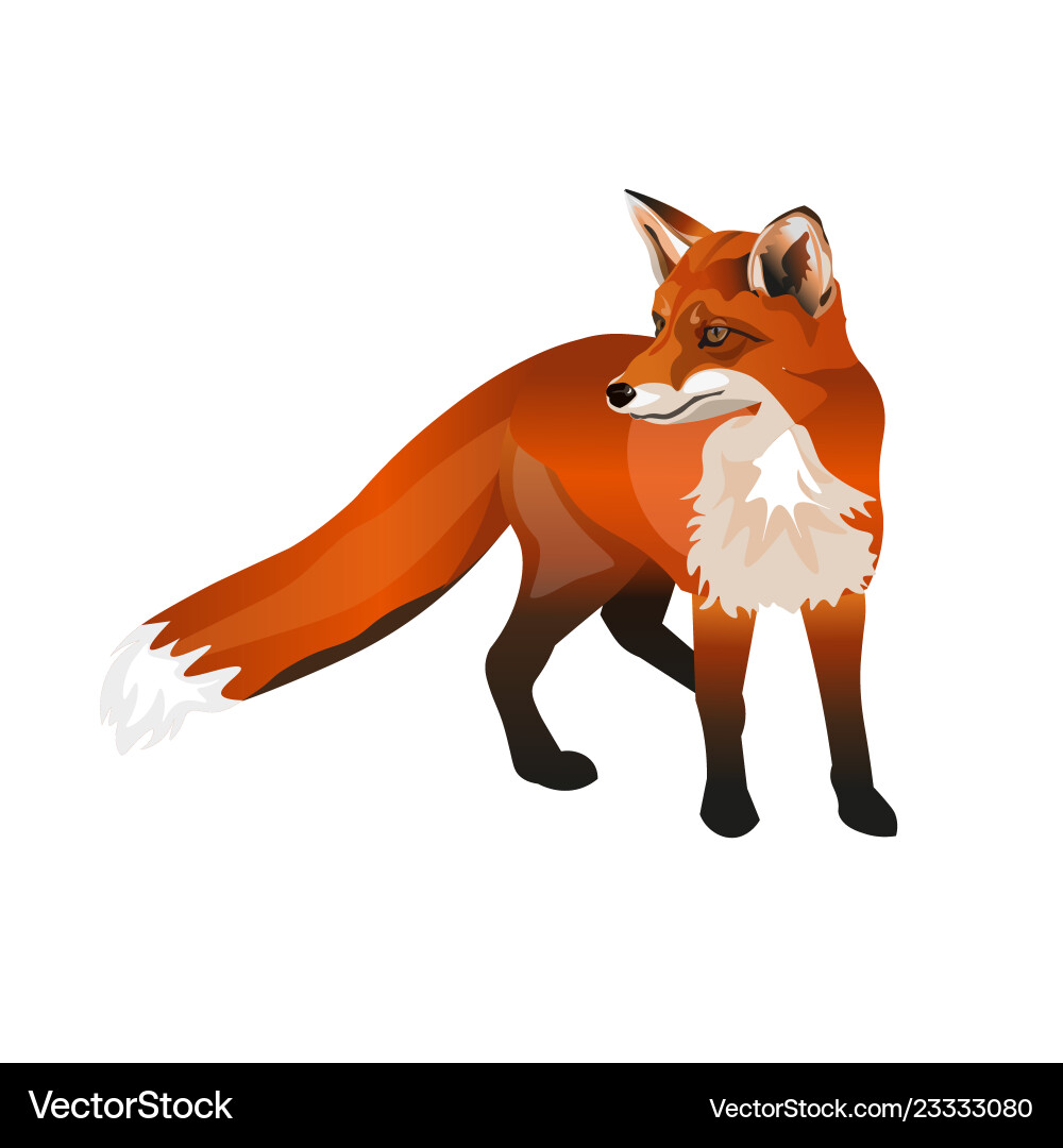 Standing red fox Royalty Free Vector Image - VectorStock