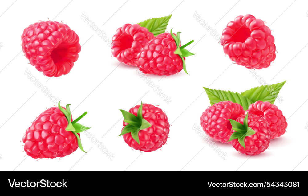 Realistic isolated 3d ripe raspberry berry set Vector Image