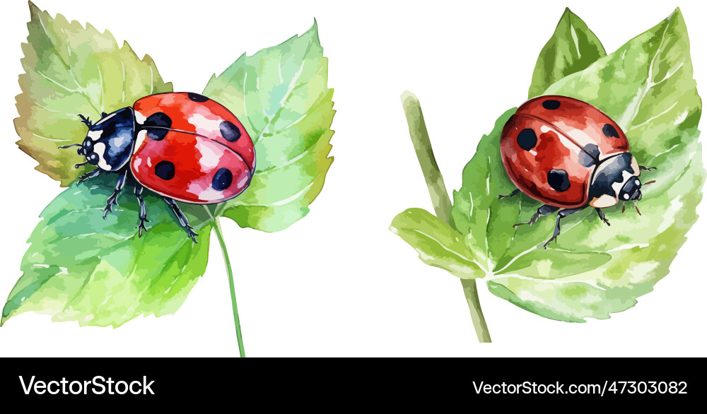 Ladybug clipart isolated Royalty Free Vector Image