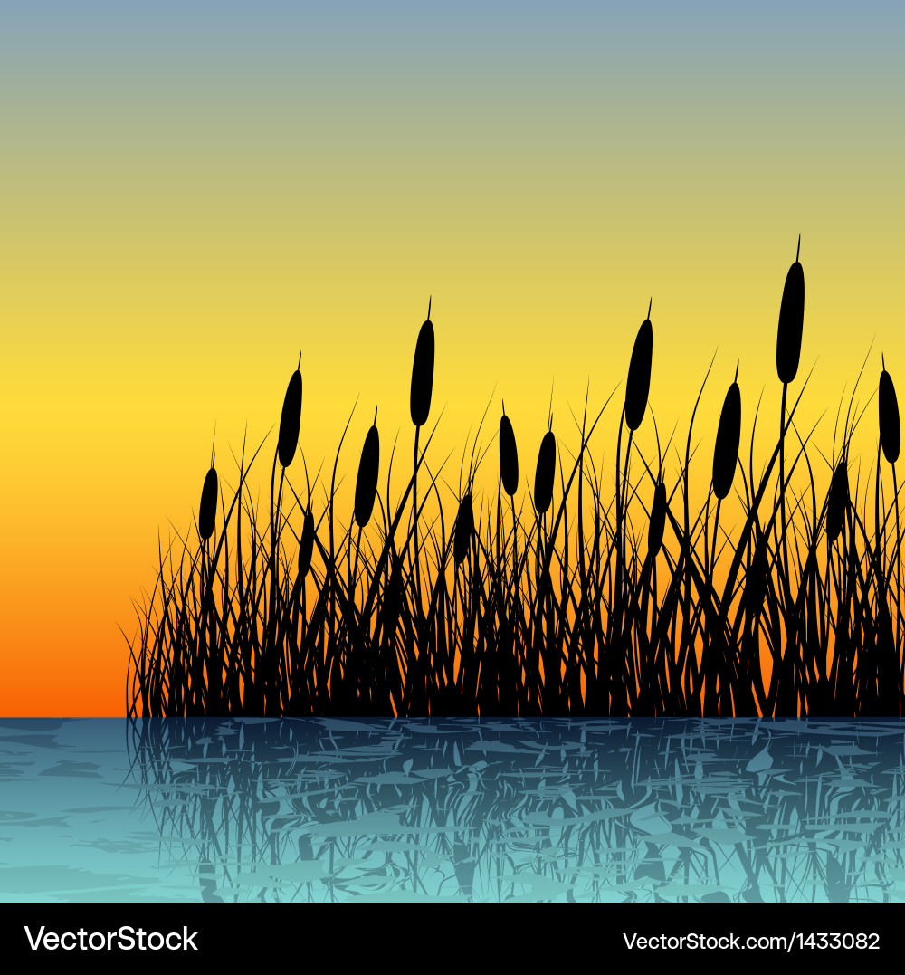 Reed silhouette with water reflection Royalty Free Vector
