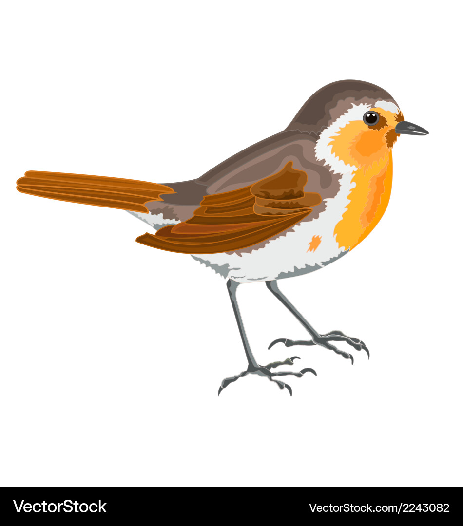 Robin bird Royalty Free Vector Image - VectorStock