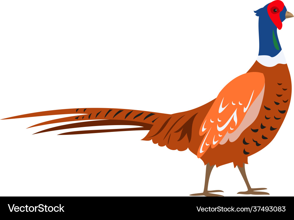 Cartoon pheasant icon on white background Vector Image