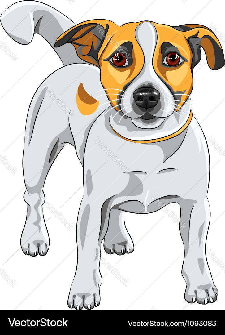 Dog jack russell terrier Royalty Free Vector Image