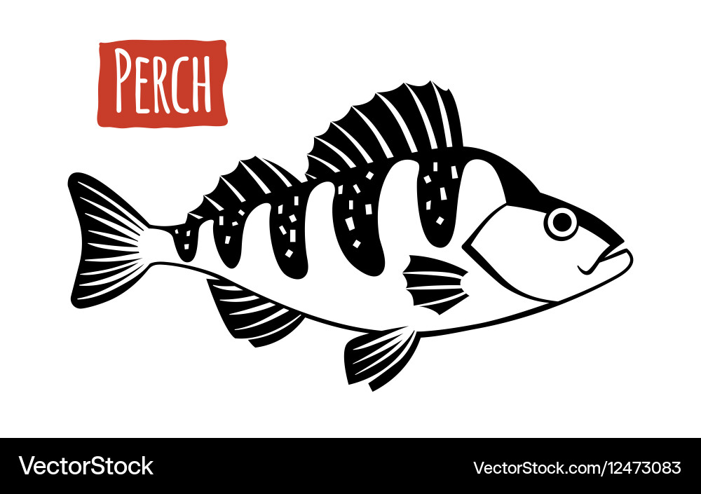 Perch black and white Royalty Free Vector Image