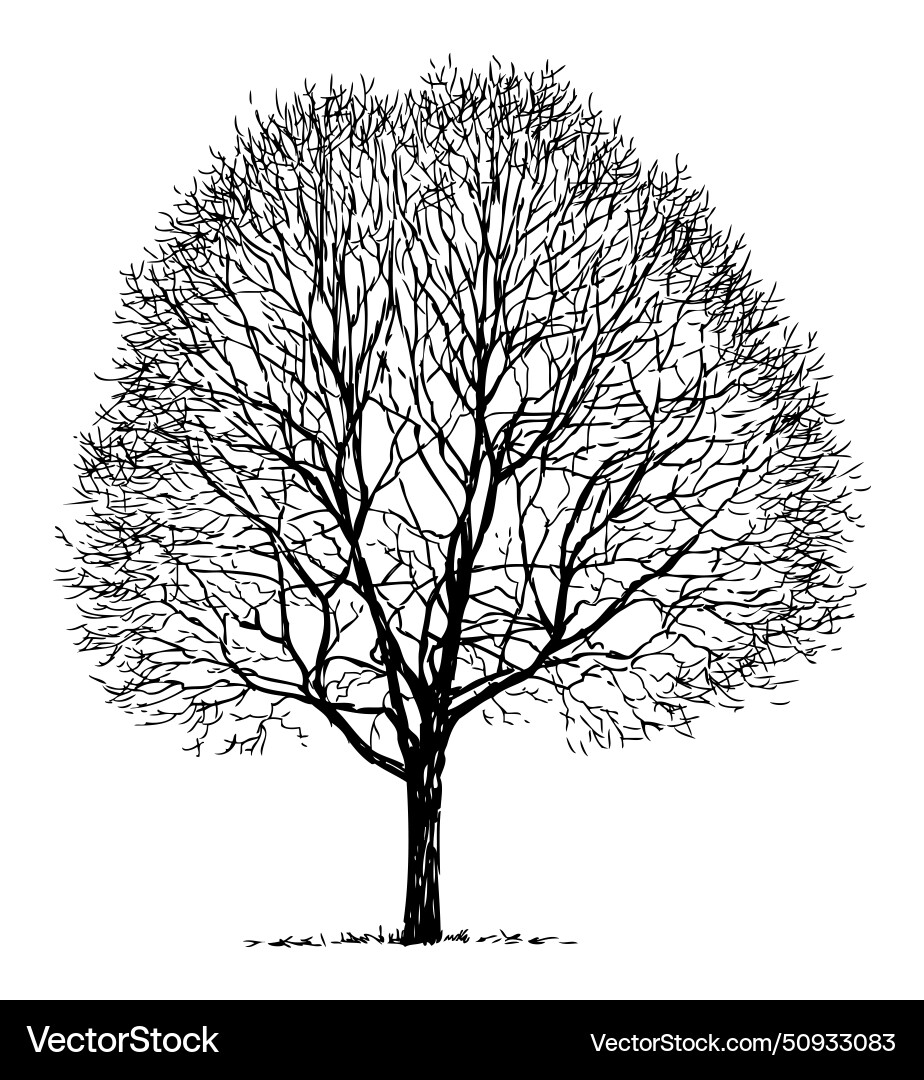 Tree bare deciduous silhouette single seasonal Vector Image