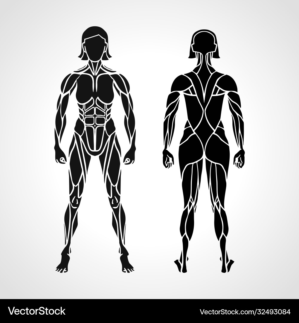 Anatomy female muscular system exercise Royalty Free Vector