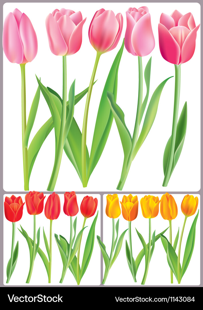 Beautiful tulips in different color Royalty Free Vector