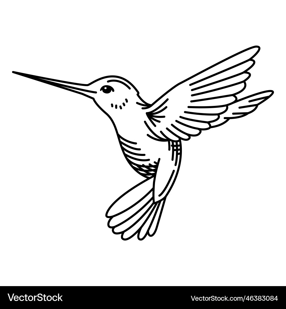 Bird hummingbird pose stroke Royalty Free Vector Image