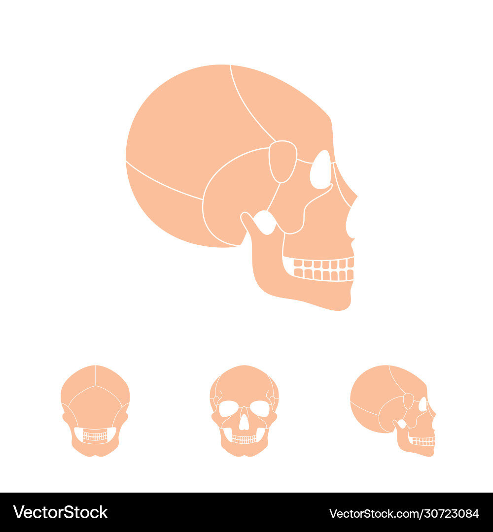 Human skull anatomy Royalty Free Vector Image - VectorStock