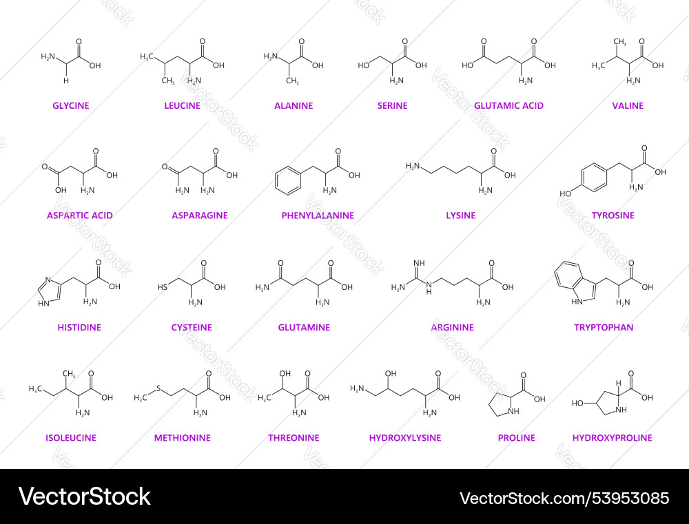 Amino acid chemical molecules and chain structures