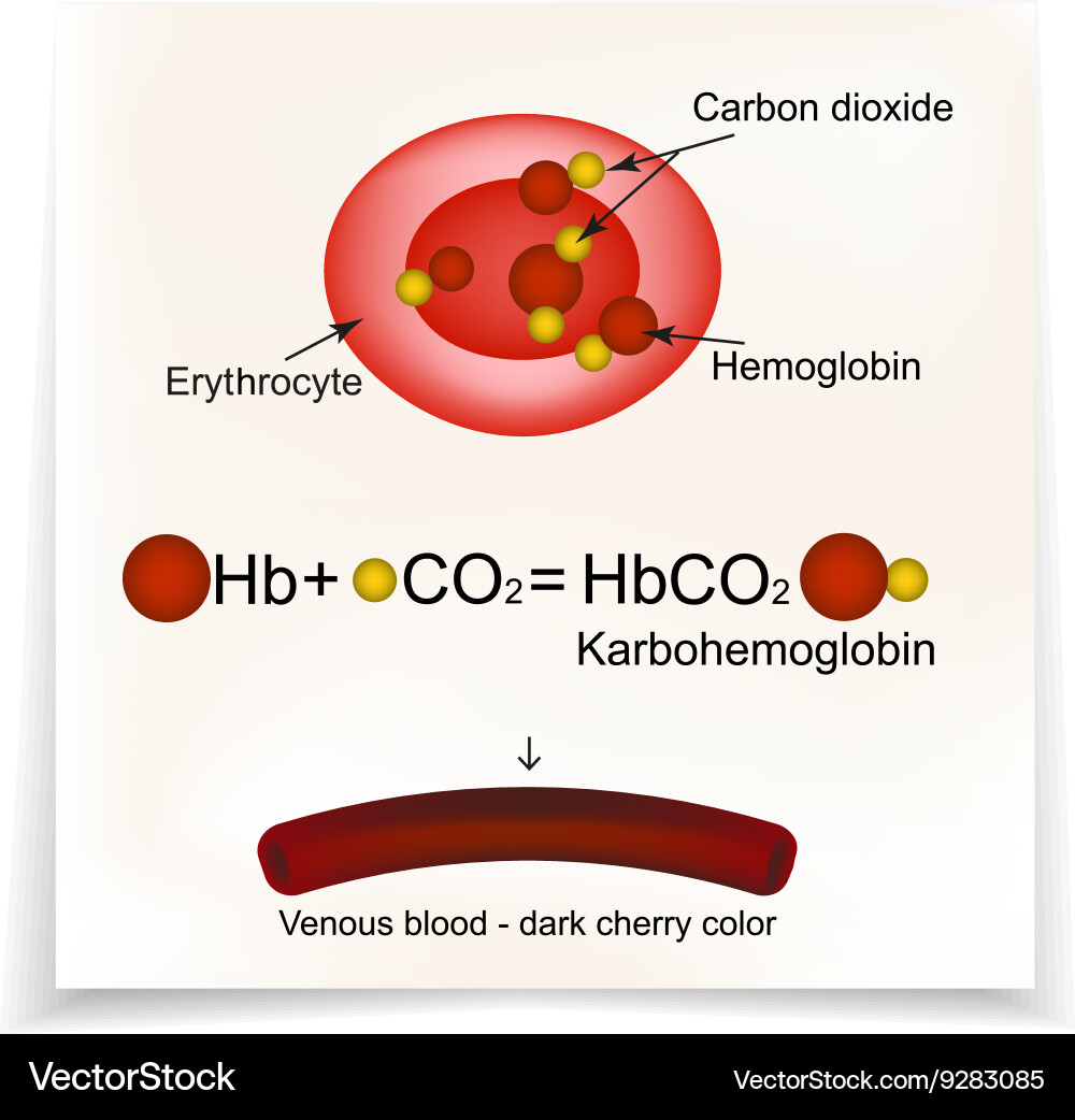 Karbogemoglobin hemoglobin carries carbon dioxide Vector Image