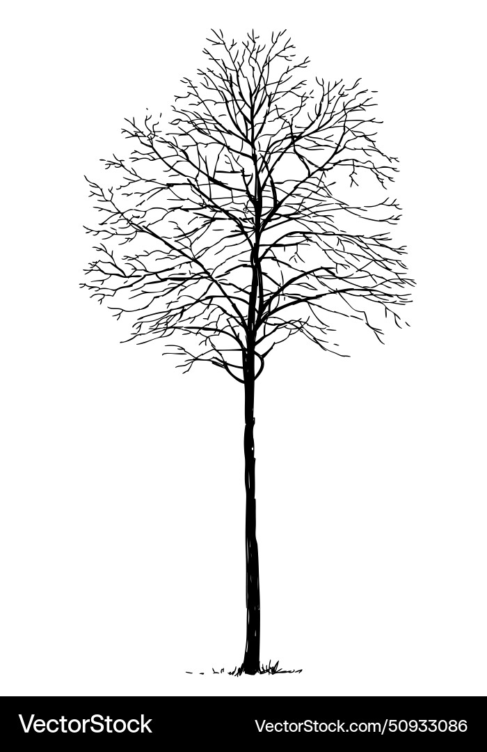 Tree bare deciduous sapling silhouette Royalty Free Vector