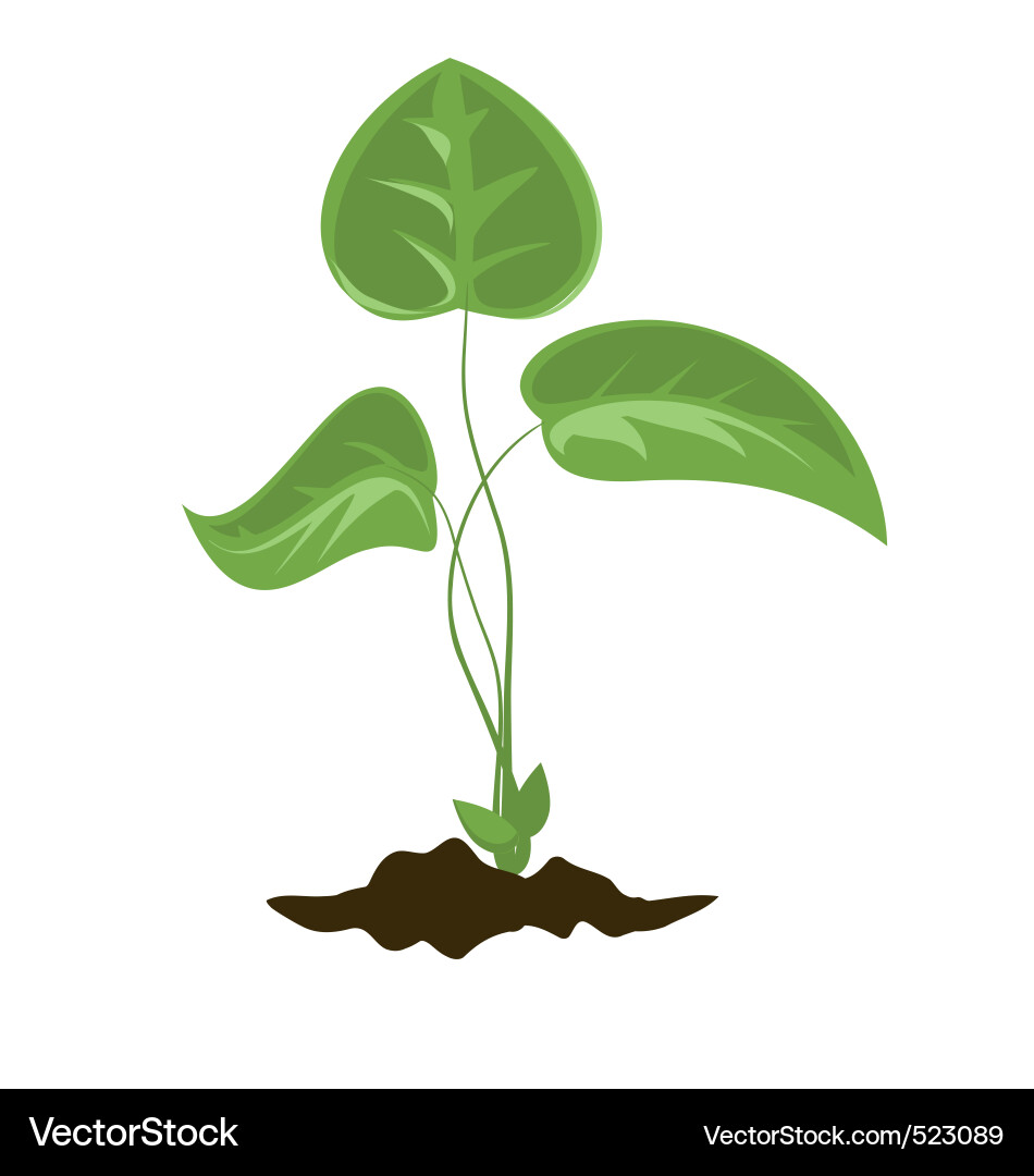 Sprout Royalty Free Vector Image - VectorStock
