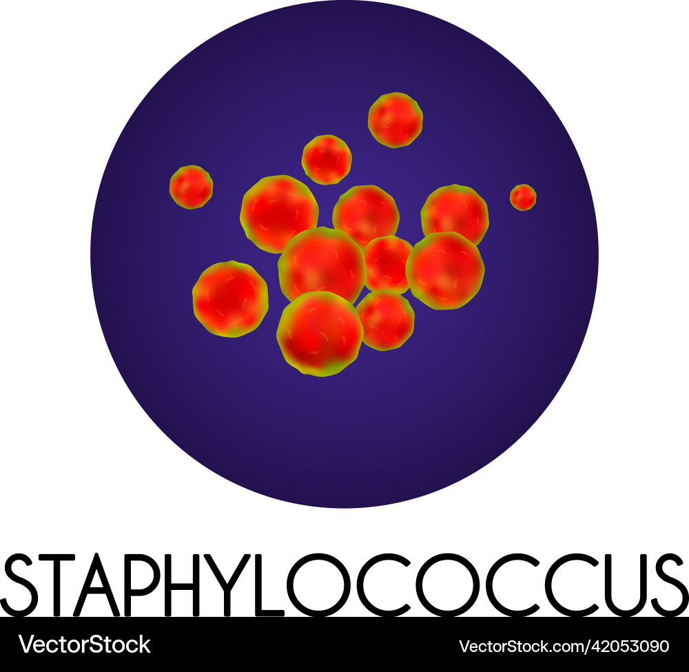 Realistic bacteria Royalty Free Vector Image - VectorStock