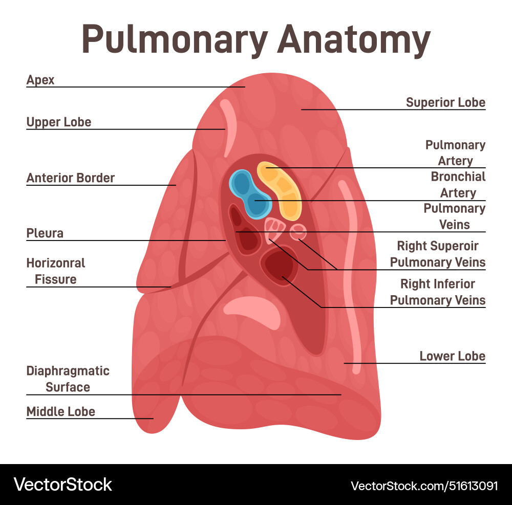 Lungs anatomy respiratory system main organ Vector Image