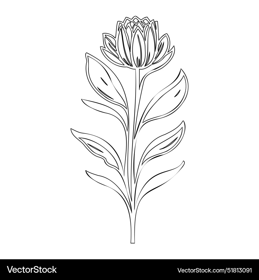 Tulip flower outline sketch Royalty Free Vector Image