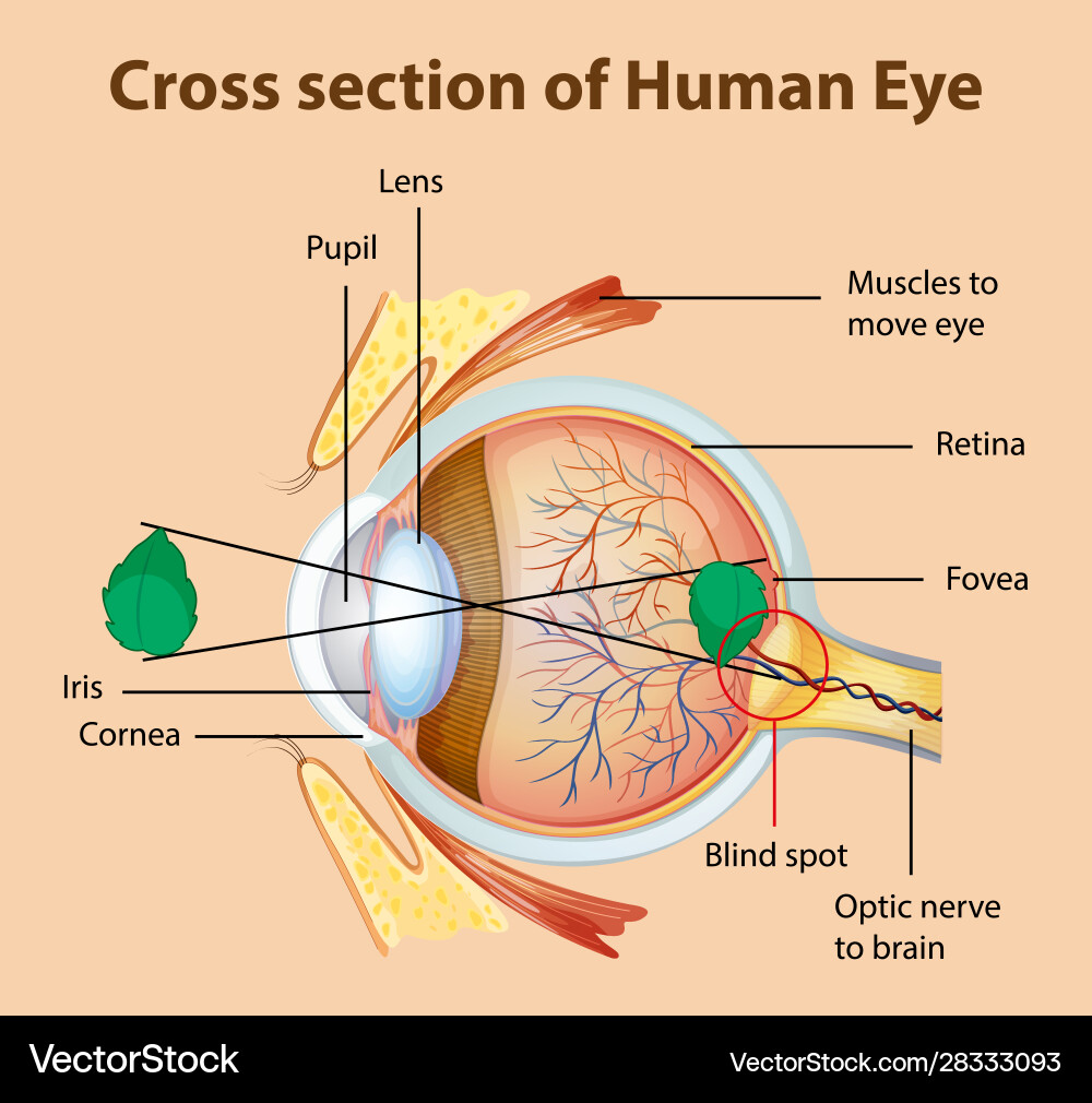 Eye Cross Section Diagram