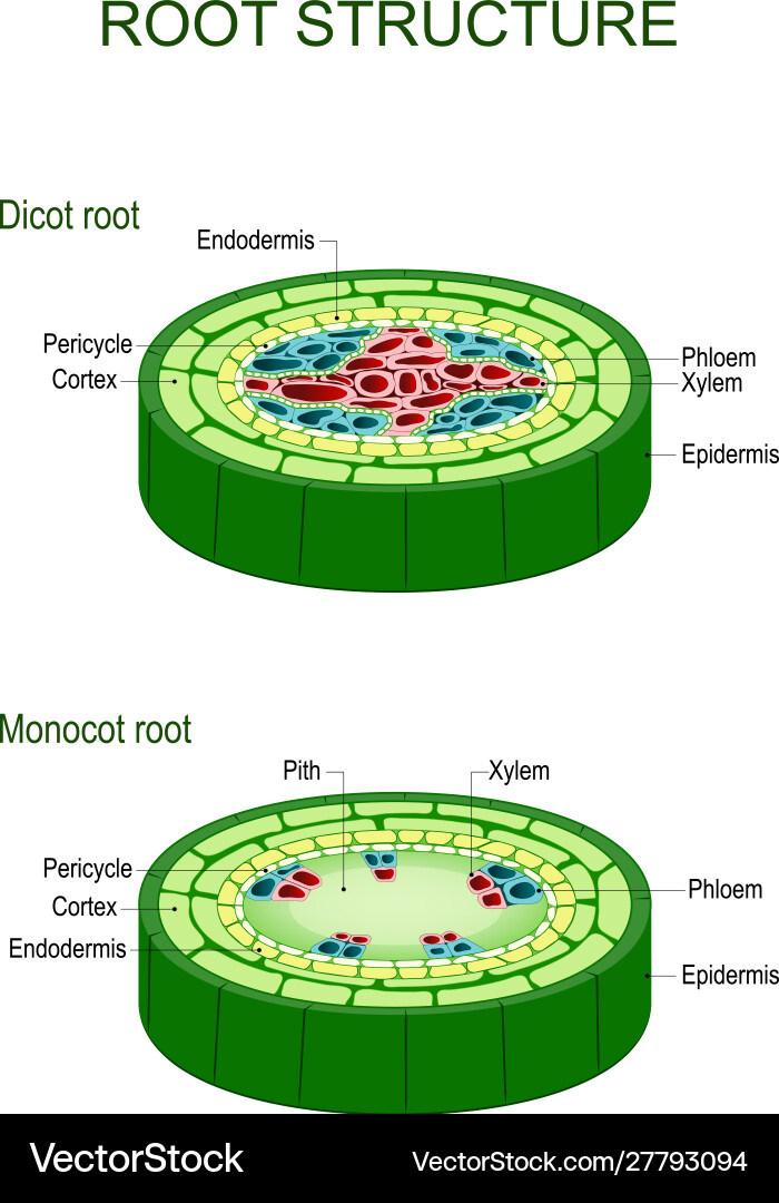Dicot and Monocot Root Cross-Sections Royalty Free Vector