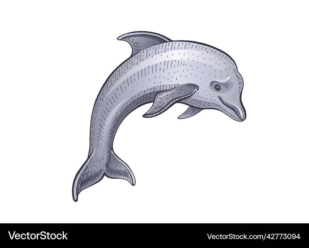 Dolphin sketch drawing line Royalty Free Vector Image