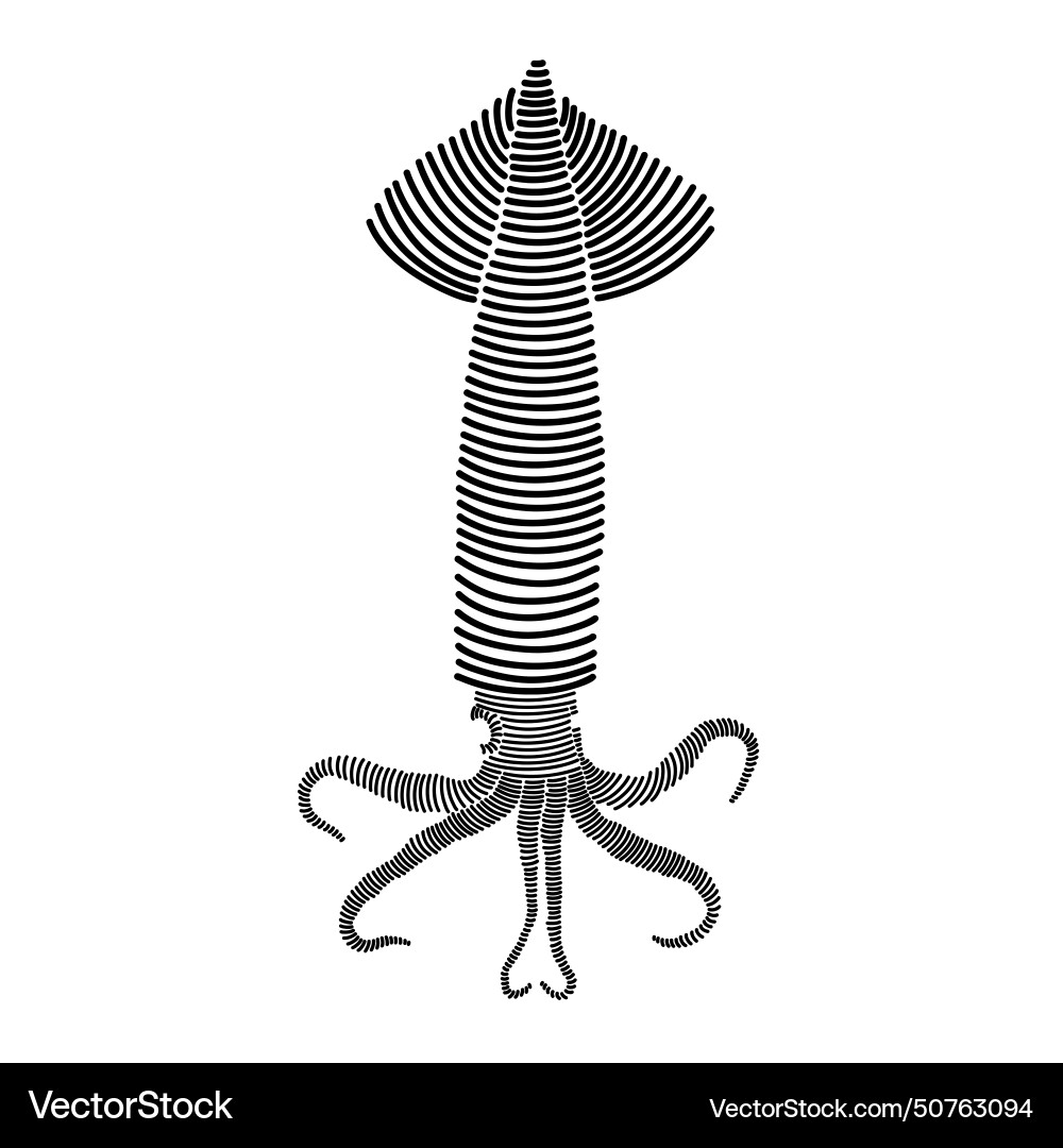 Simple line art of squid 2 Royalty Free Vector Image