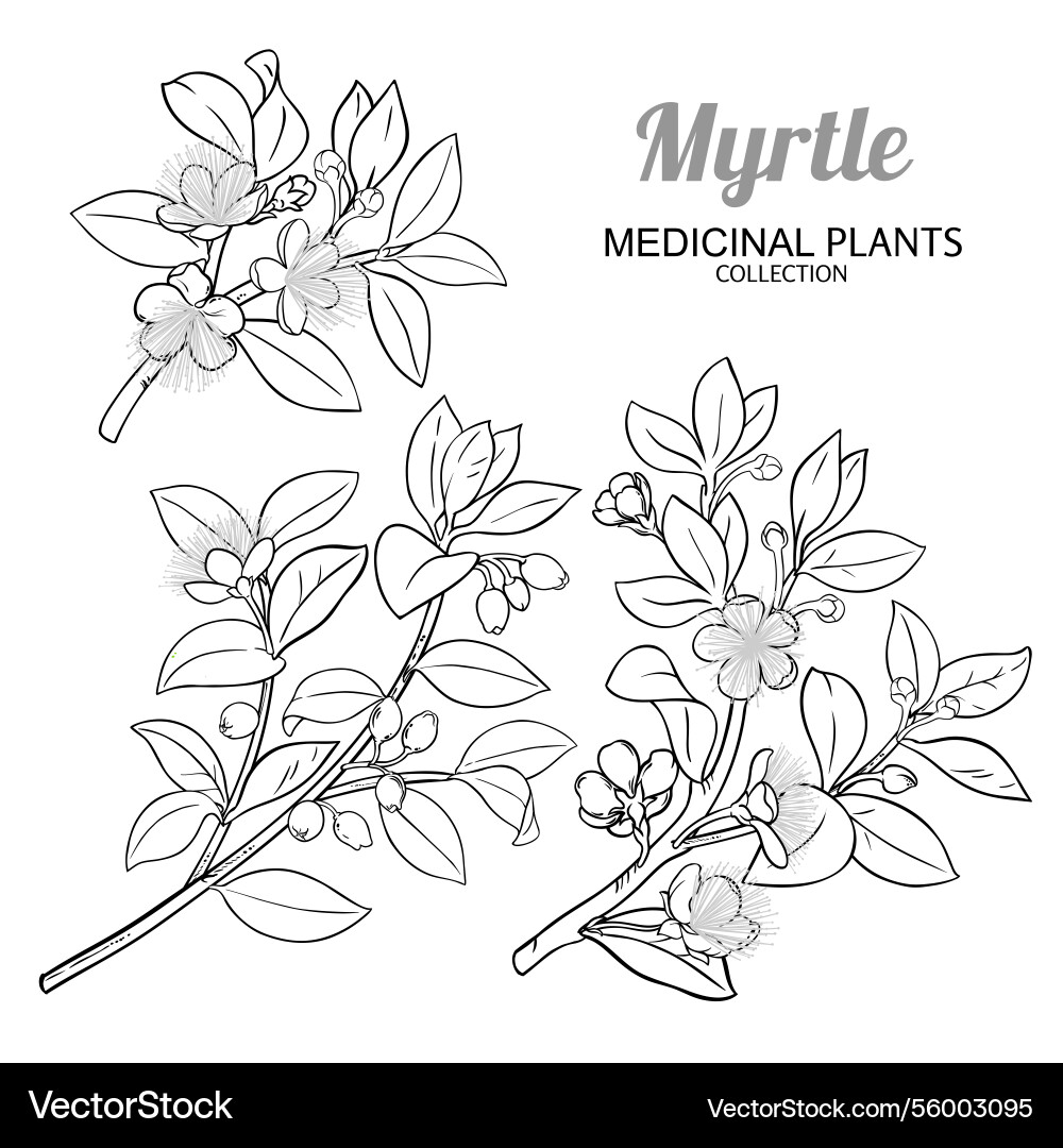 Myrtle branch with berries outline Royalty Free Vector Image