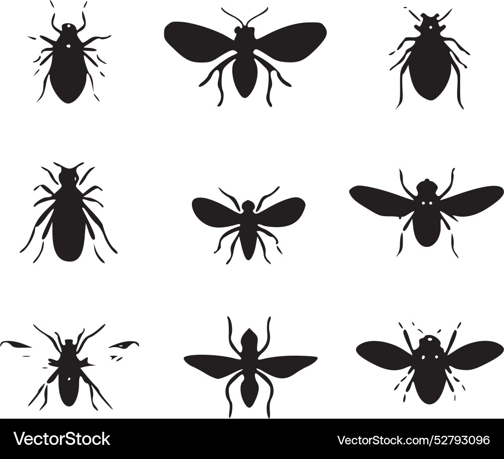 Bug insect Royalty Free Vector Image - VectorStock