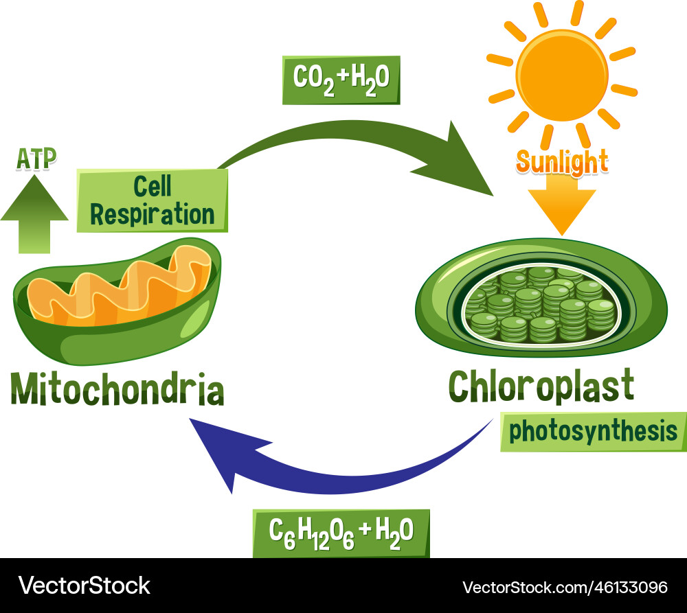 Photosynthesis and cellular respiration diagram Vector Image