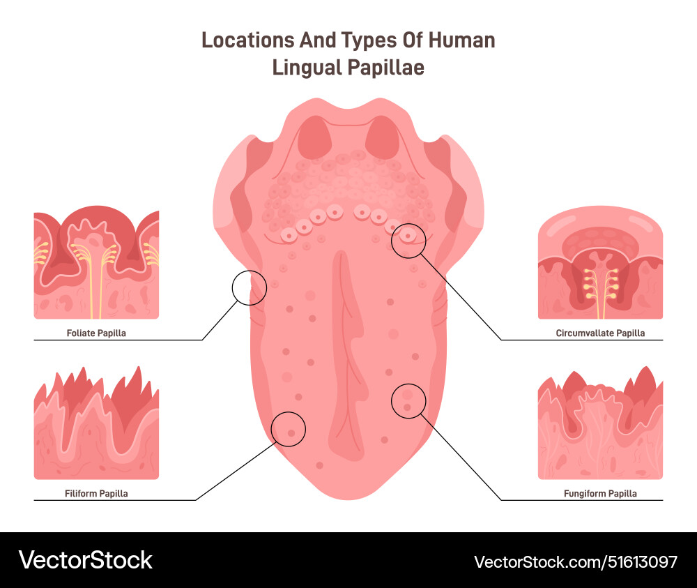 Human tongue papillae types and structure Vector Image