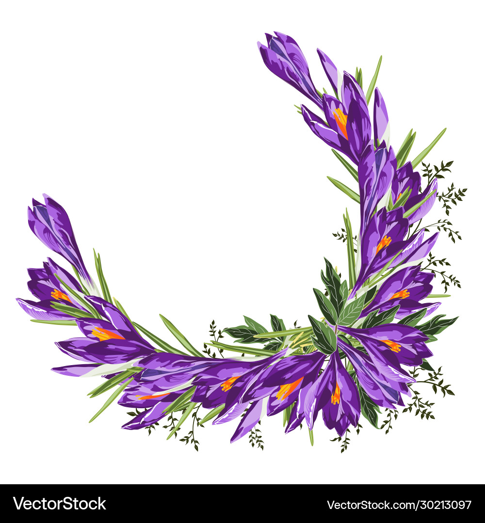 Purple crocus flower wreath Royalty Free Vector Image