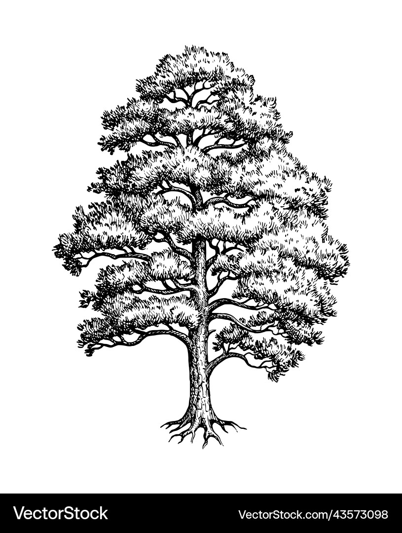 Scots pine ink sketch Royalty Free Vector Image